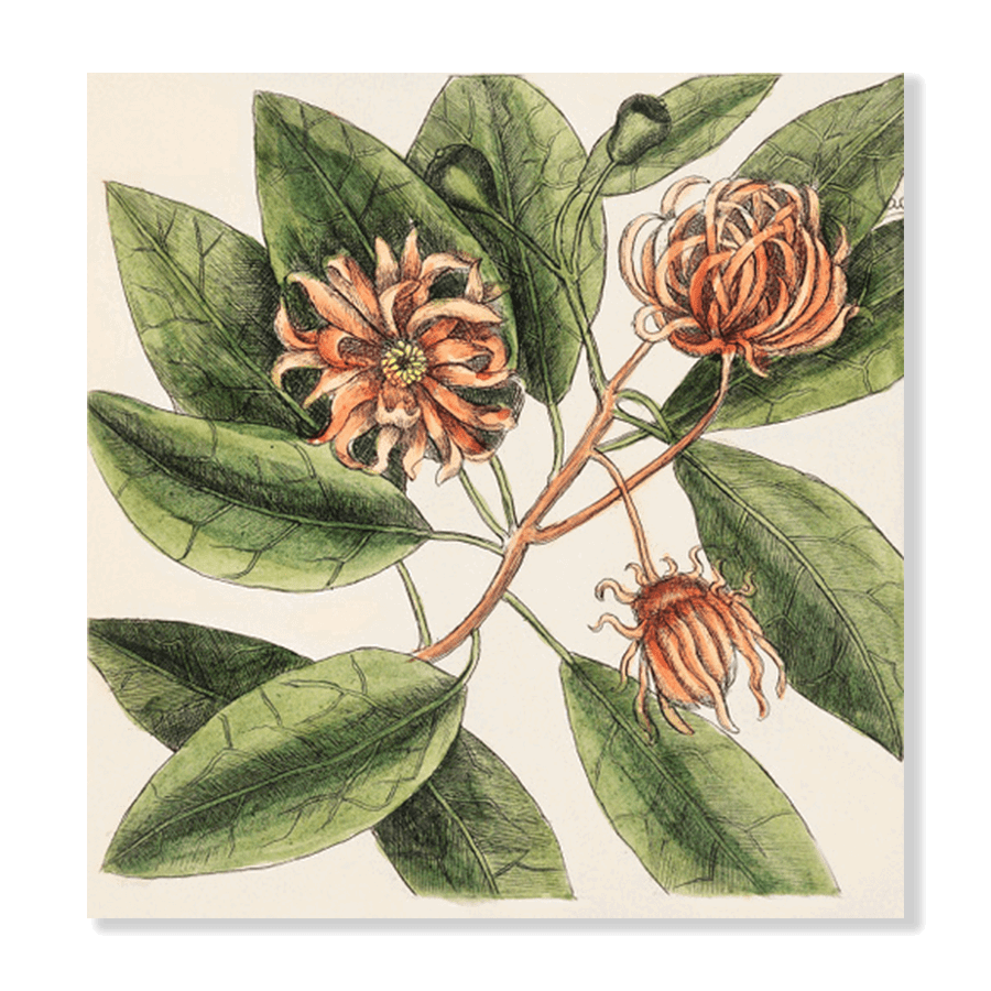 Upright Honey Suckle (Ciflus Virginiana)