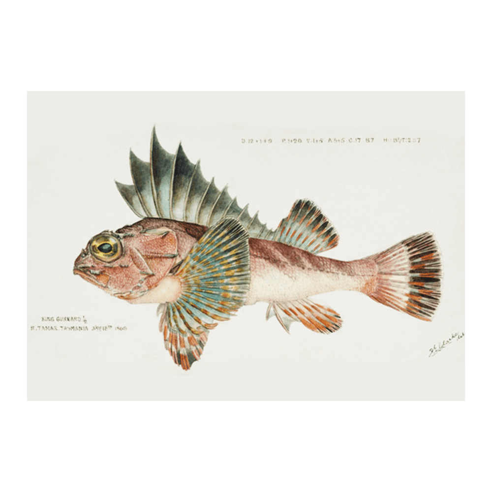 Antique Fish Neosebastes Scorpaenoides Ruddy Gurnard Perch