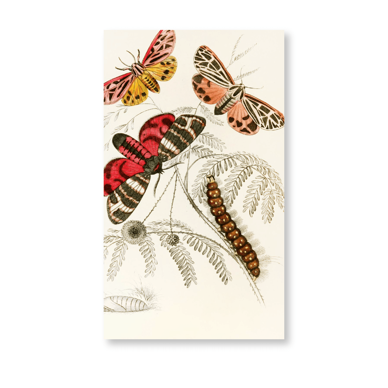 Artia Hebe, Spilosoma Arge, Spilosoma Aerea, Spilosoma Virgo (1833)