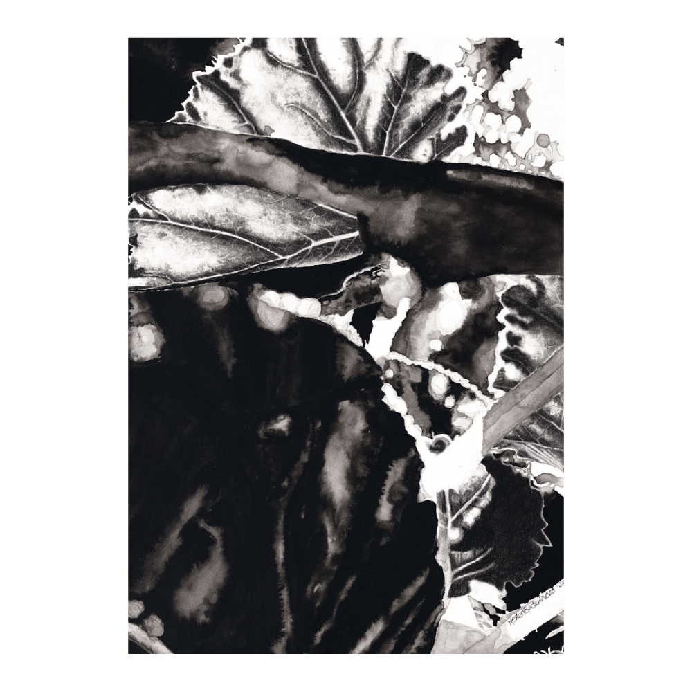 Botanical Begonia Playing With The Light VI