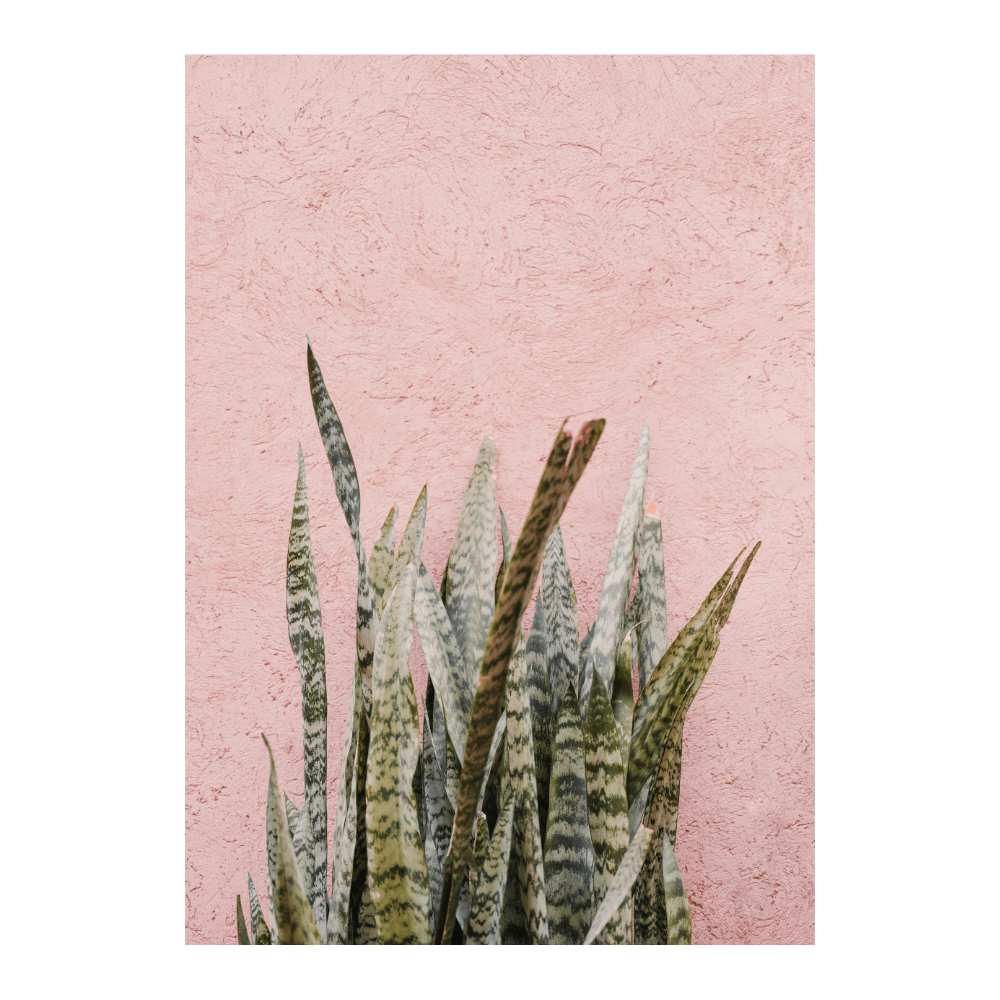 Botanical Scene in Marrakech