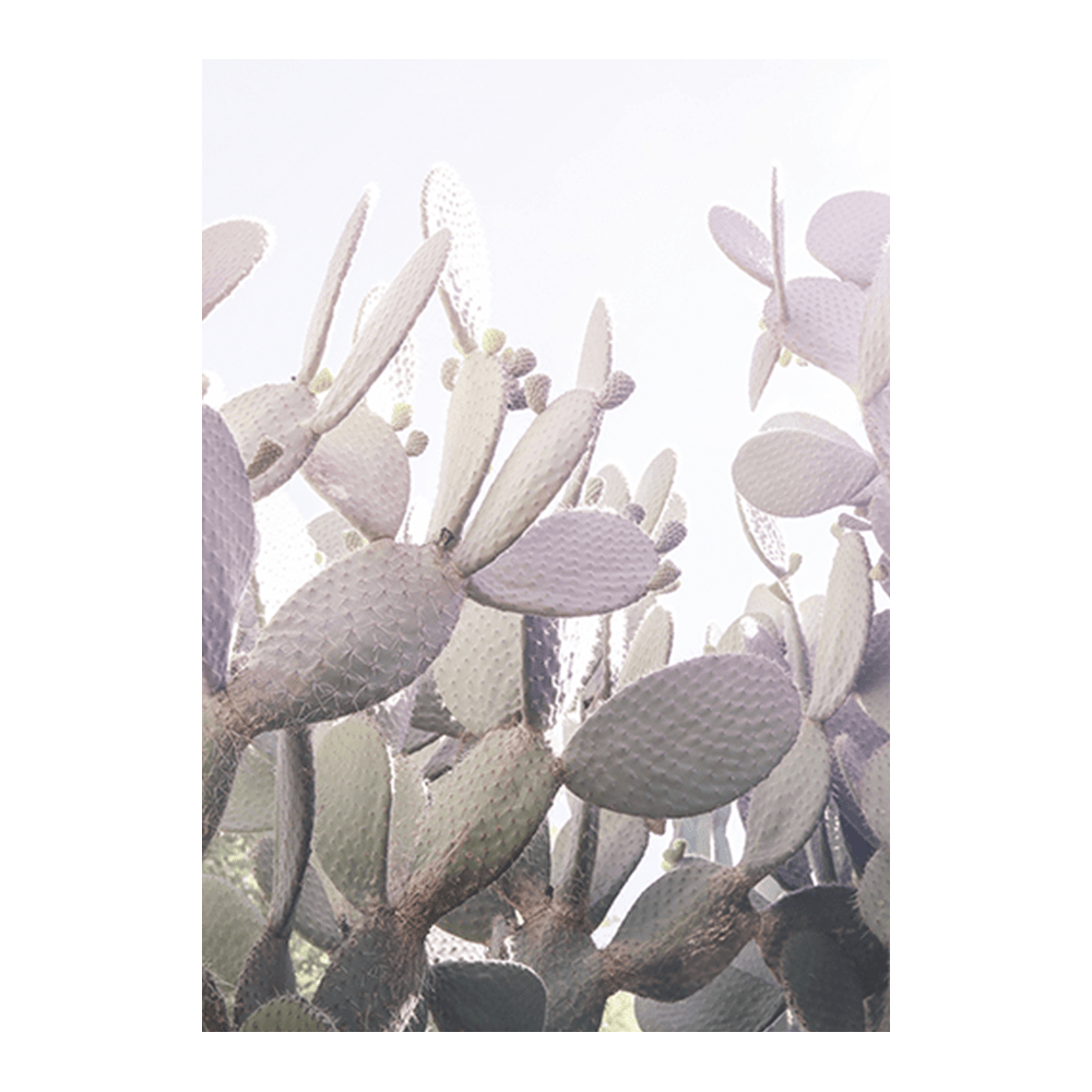 Desert Prince II