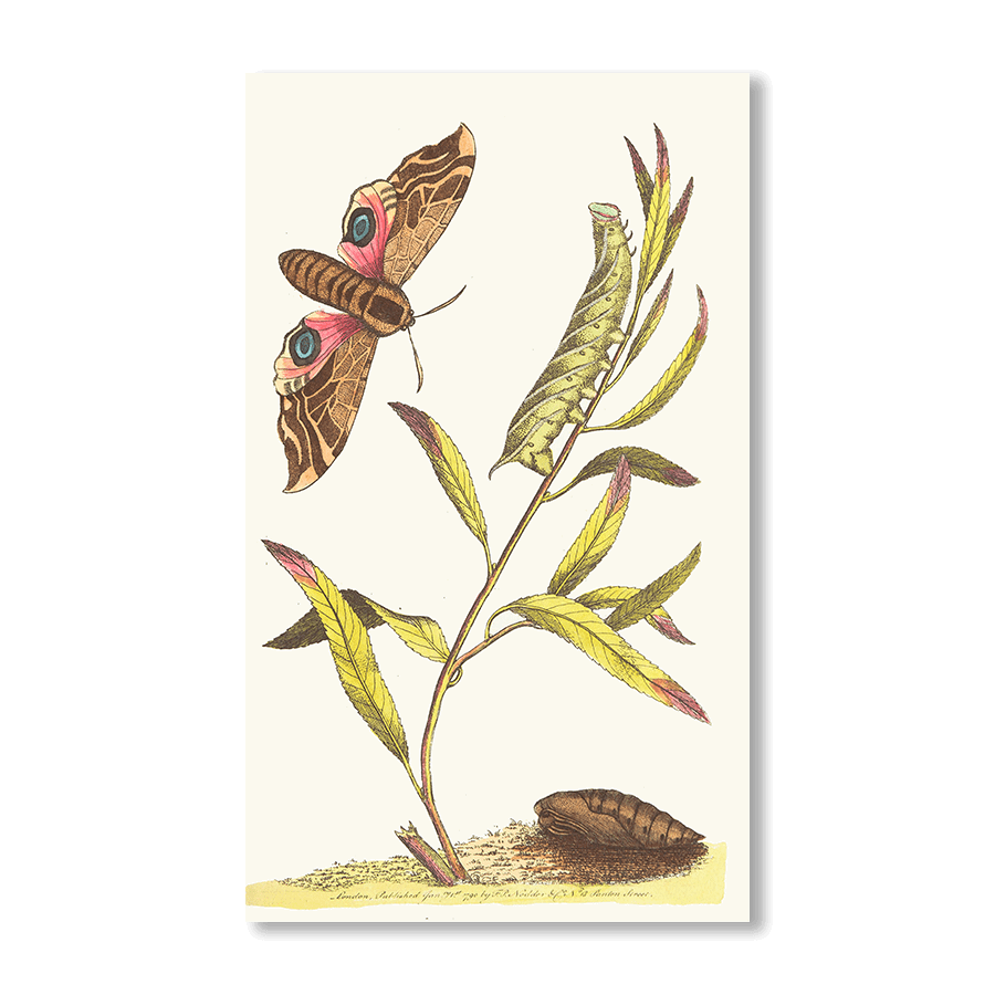 Eye Hawk-Moth