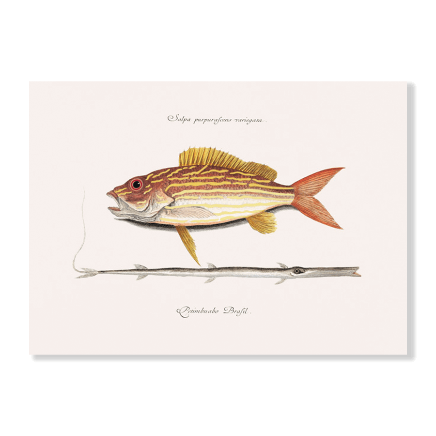 Lane Snapper (Salpa purpurascens variegata)