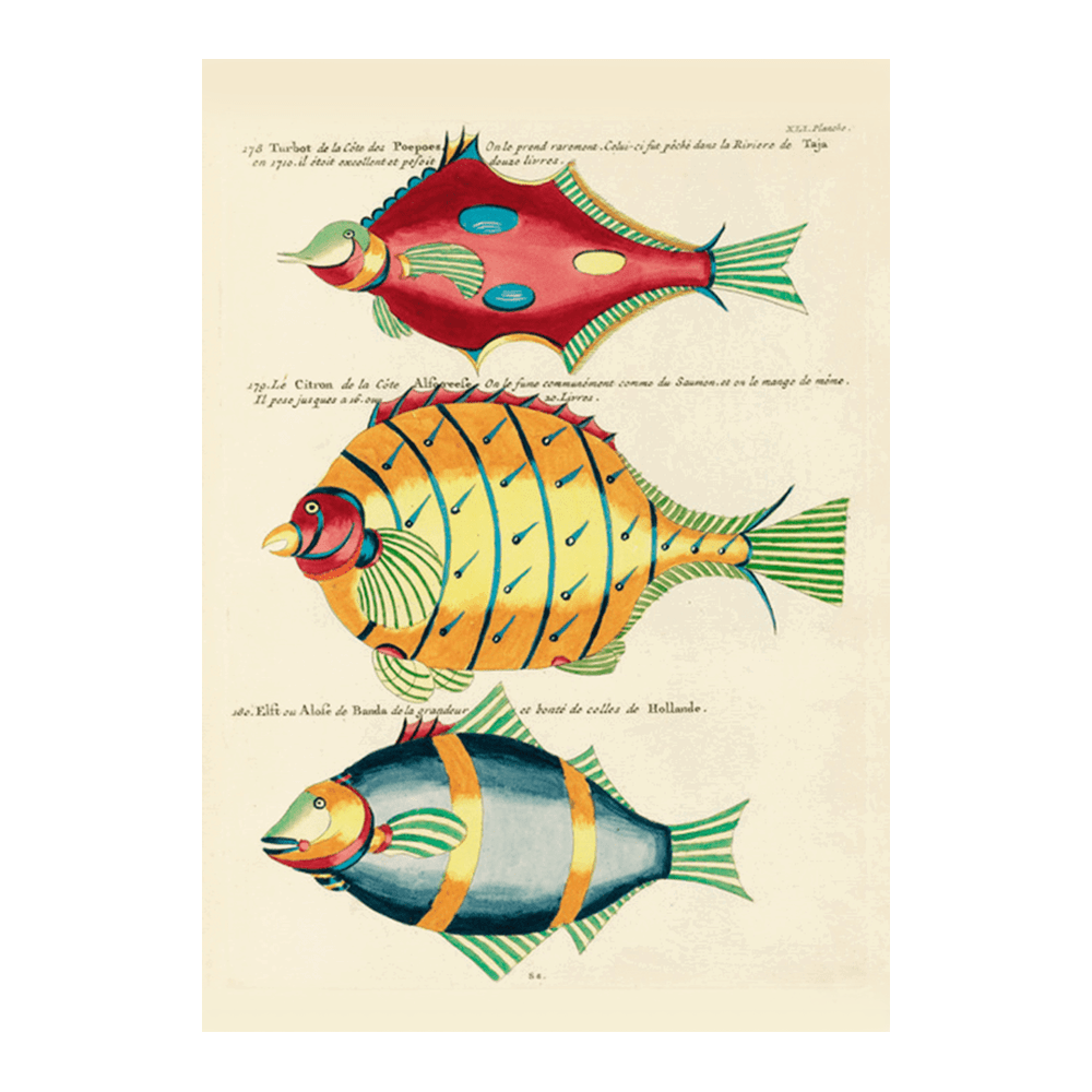 Louis Renard Illustration XI