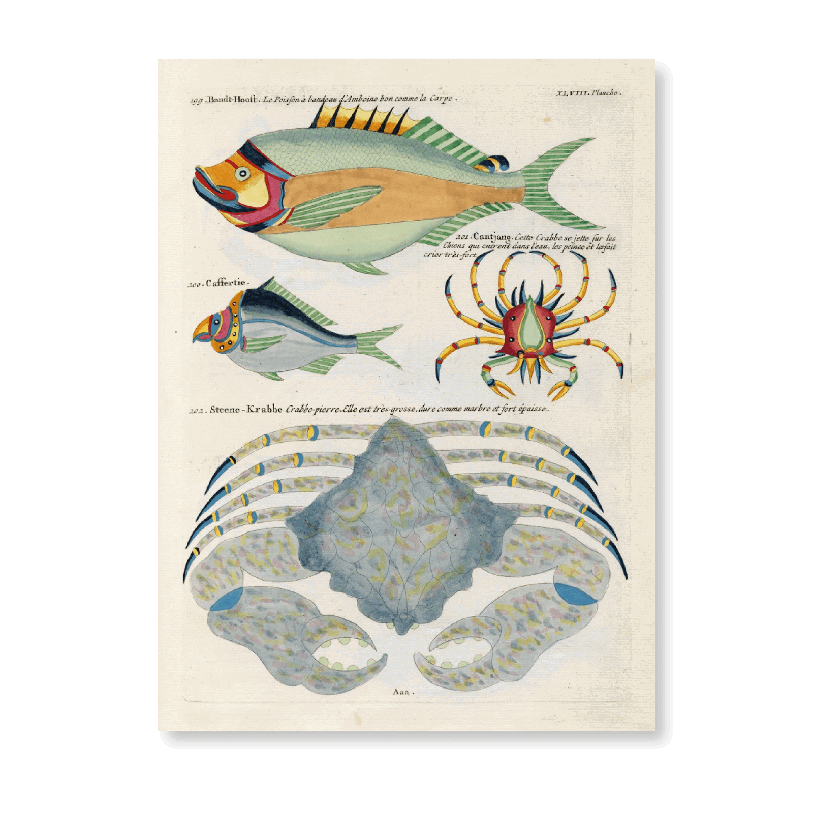 Poissons, Ecrevisses Et Crabes, De Diverses Couleurs Et Figures Extrao