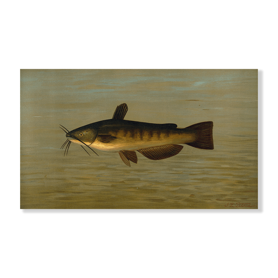 The Common Bullhead